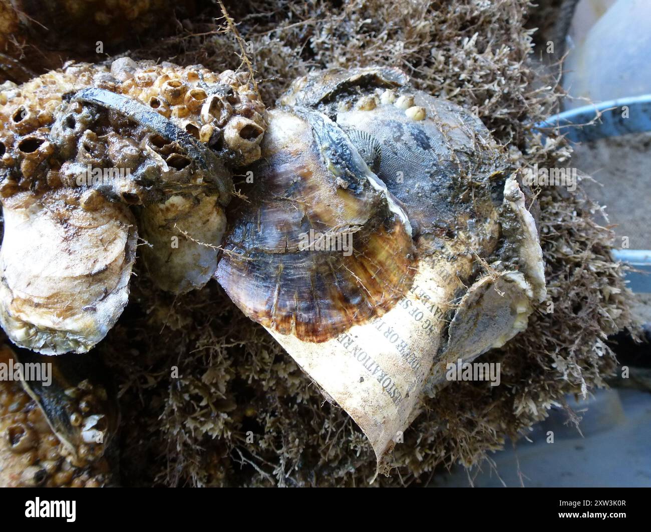 Atlantic Ribbed Mussel (Geukensia demissa) Mollusca Stock Photo - Alamy