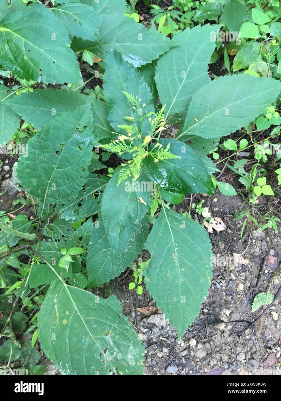 citronella horse balm (Collinsonia canadensis) Plantae Stock Photo - Alamy