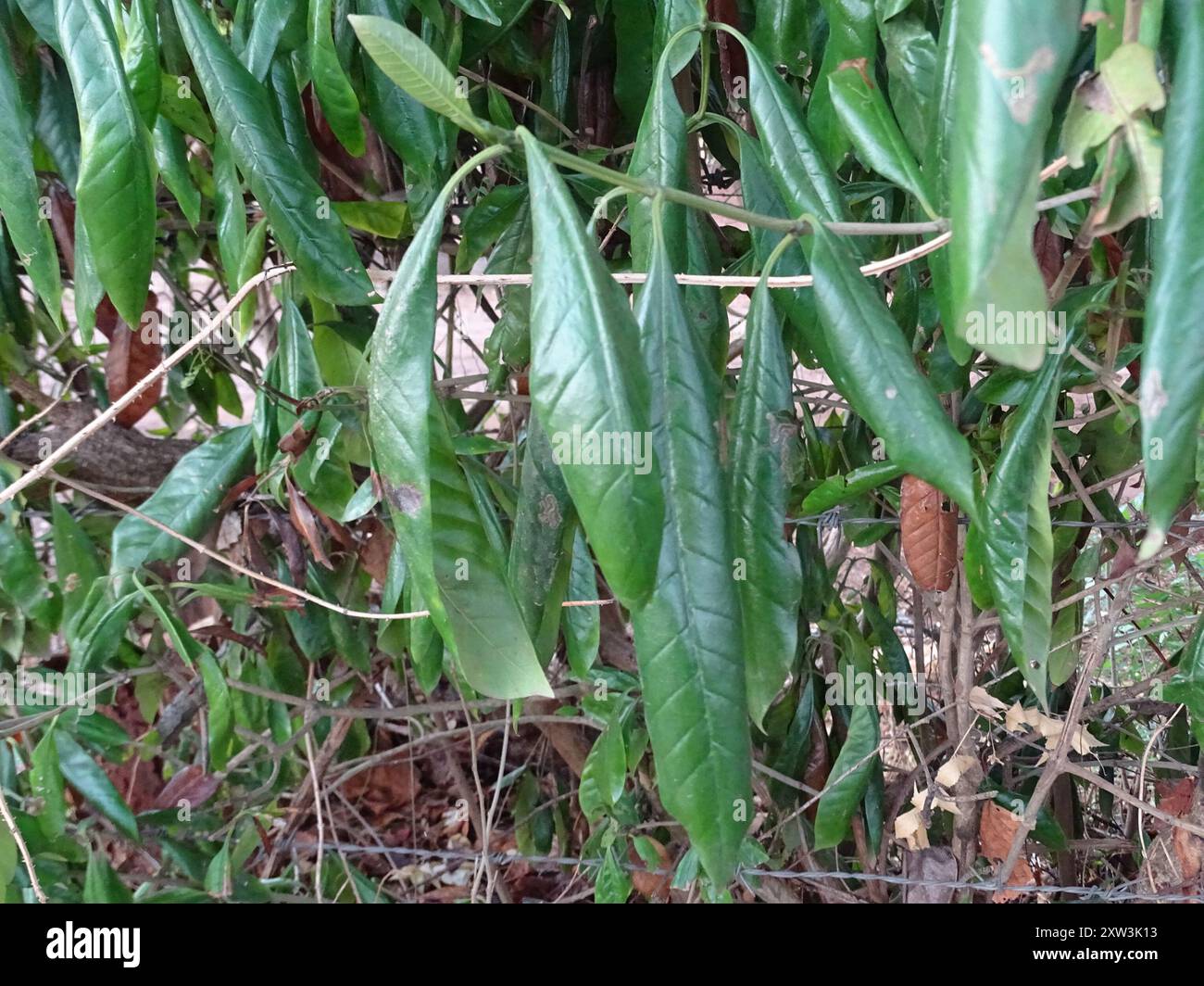 Asiatic tarenna (Tarenna asiatica) Plantae Stock Photo - Alamy
