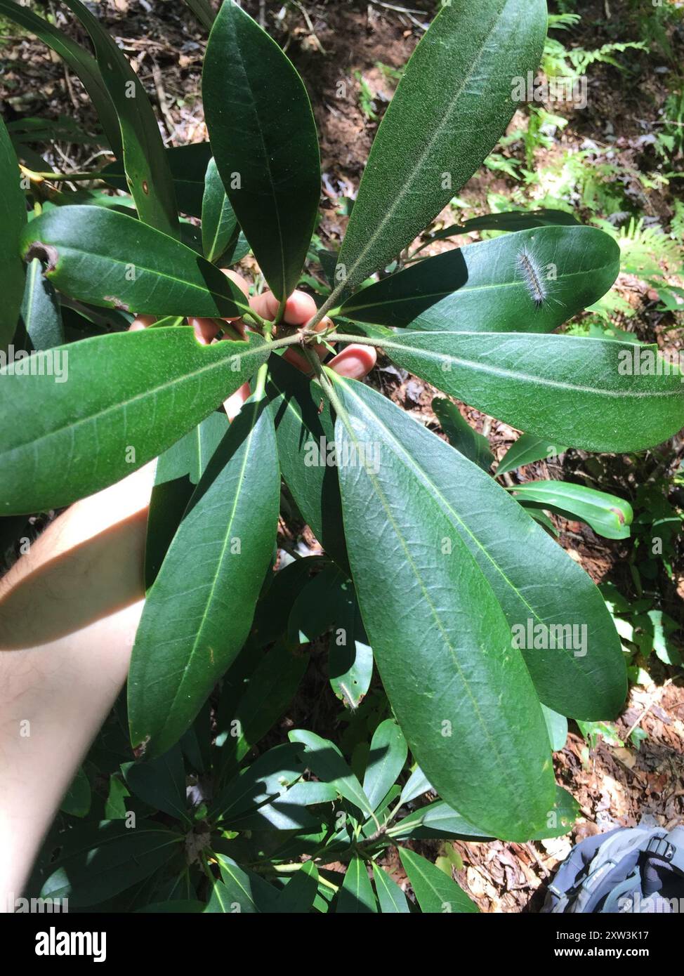 great rhododendron (Rhododendron maximum) Plantae Stock Photo - Alamy