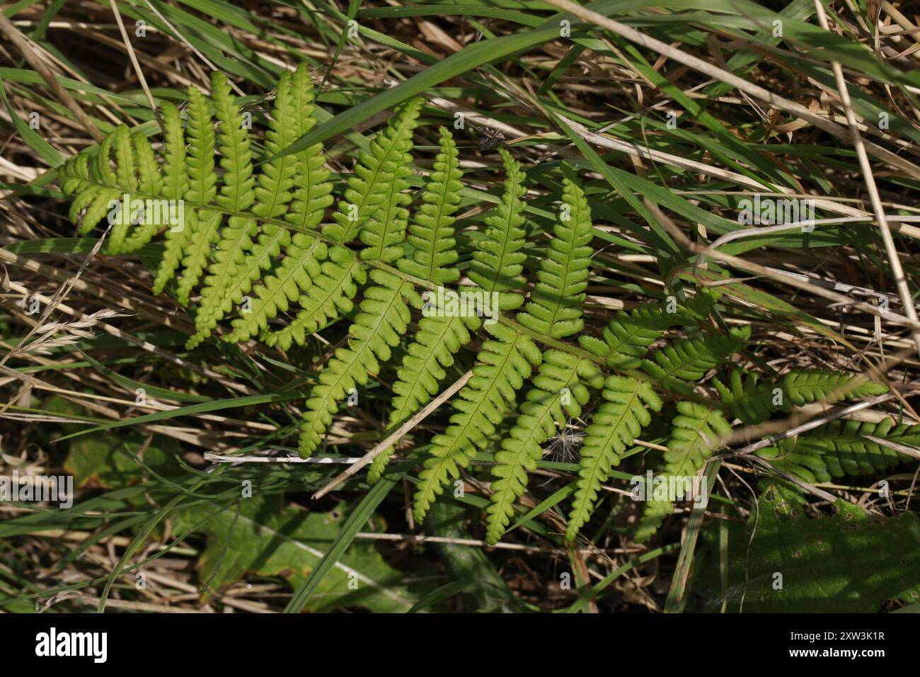 wood ferns (Dryopteris) Plantae Stock Photo - Alamy