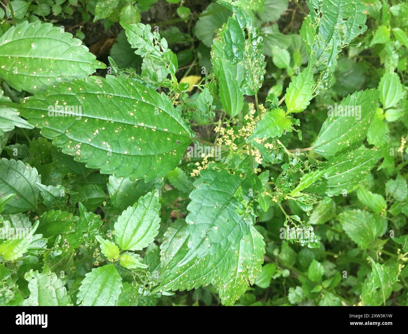 Canada clearweed (Pilea pumila) Plantae Stock Photo - Alamy