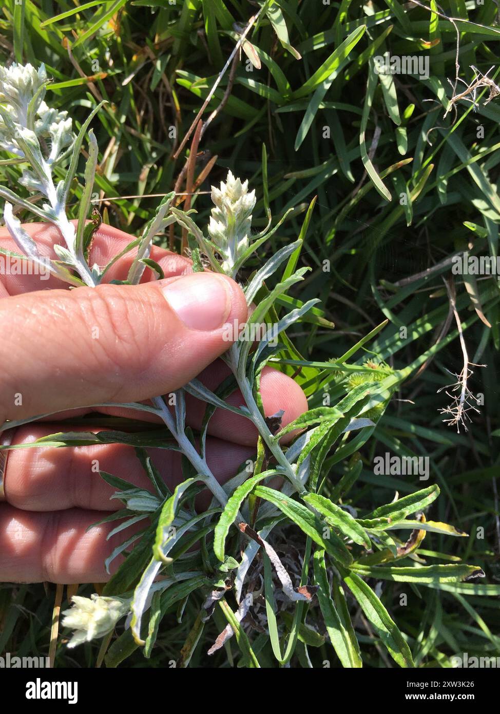 sweet everlasting (Pseudognaphalium obtusifolium) Plantae Stock Photo ...