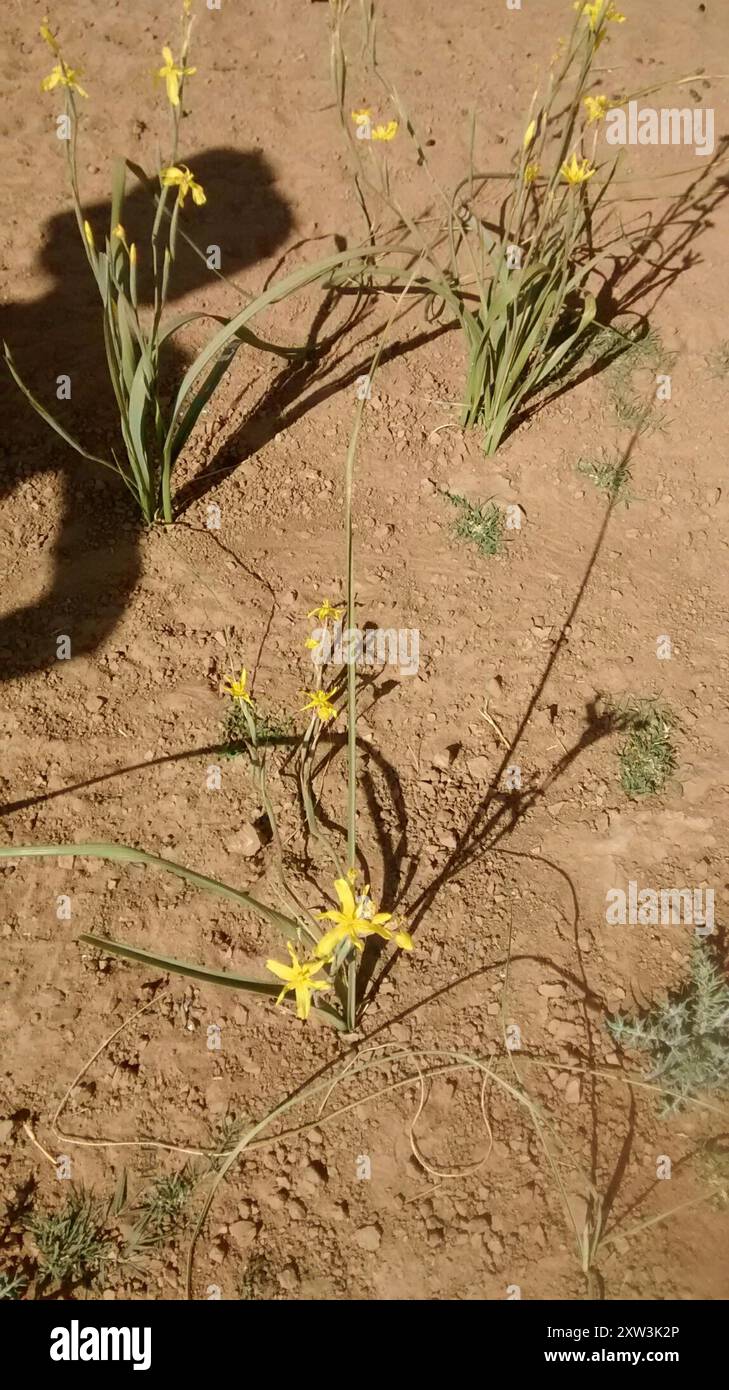 Pale Tulp (Moraea pallida) Plantae Stock Photo - Alamy