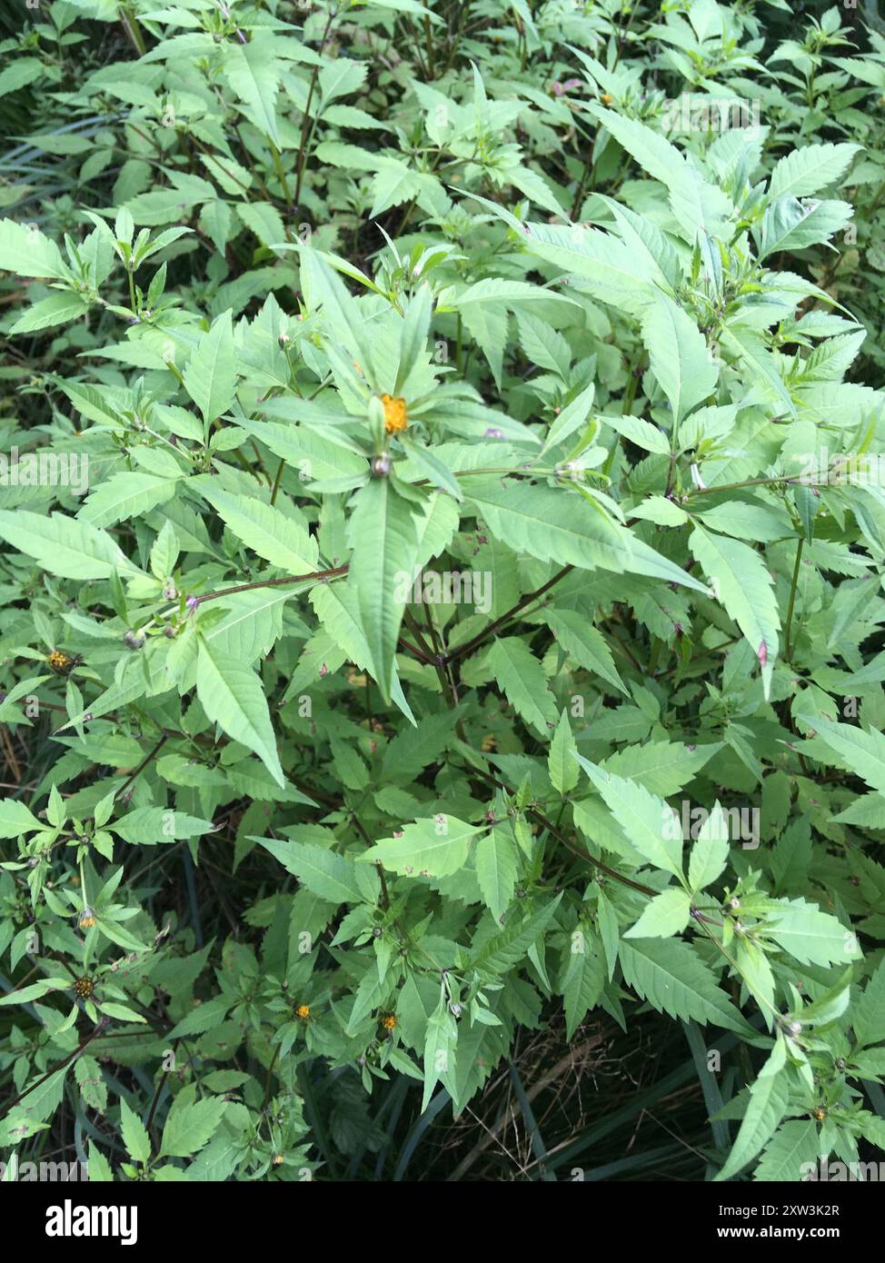 Devil's Beggarticks (Bidens frondosa) Plantae Stock Photo - Alamy