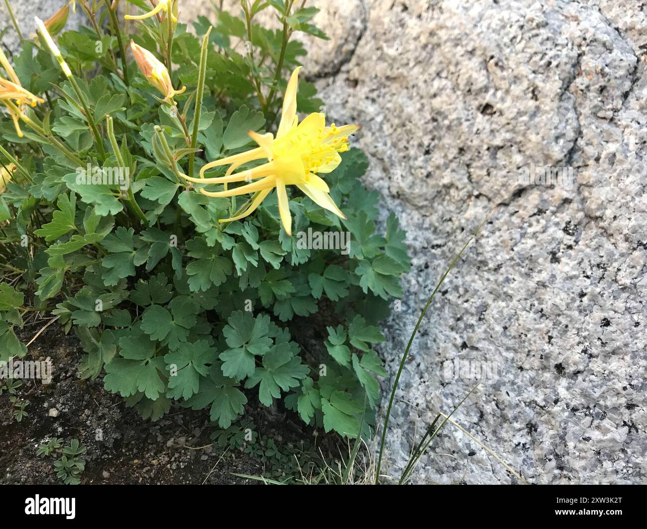 Sierra Columbine (Aquilegia pubescens) Plantae Stock Photo - Alamy
