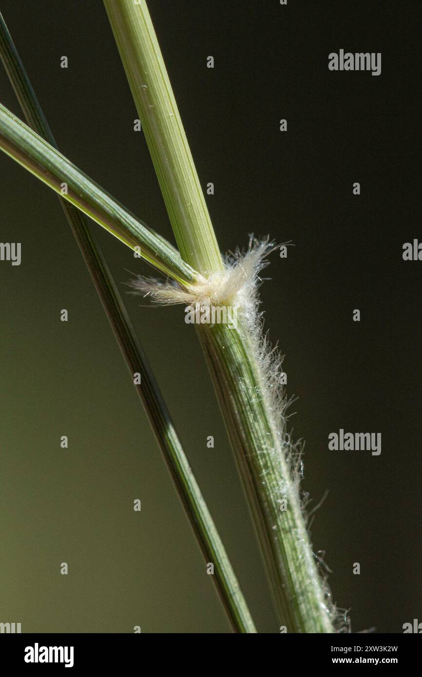 Spike Dropseed (Sporobolus contractus) Plantae Stock Photo - Alamy