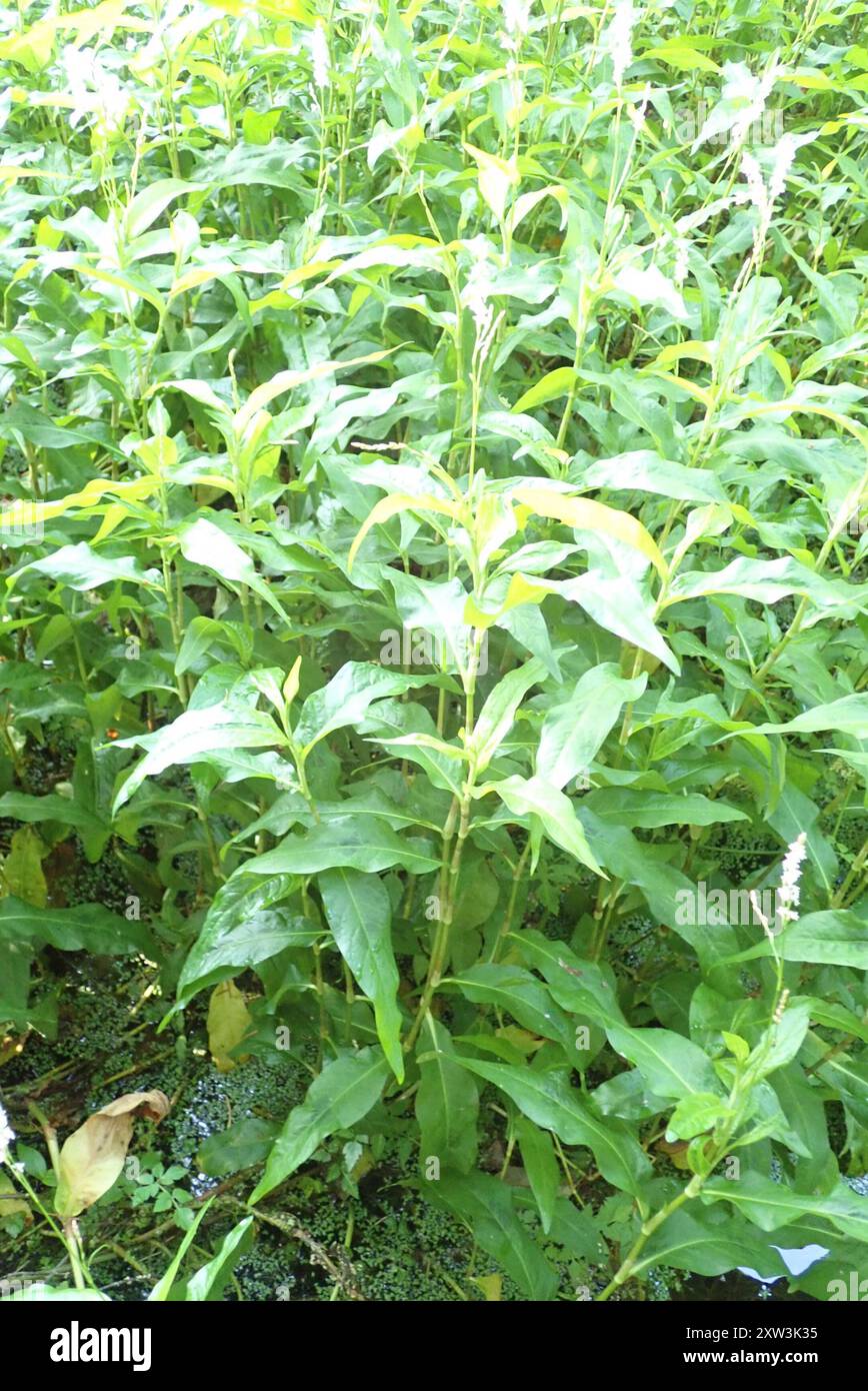 swamp smartweed (Persicaria hydropiperoides) Plantae Stock Photo - Alamy