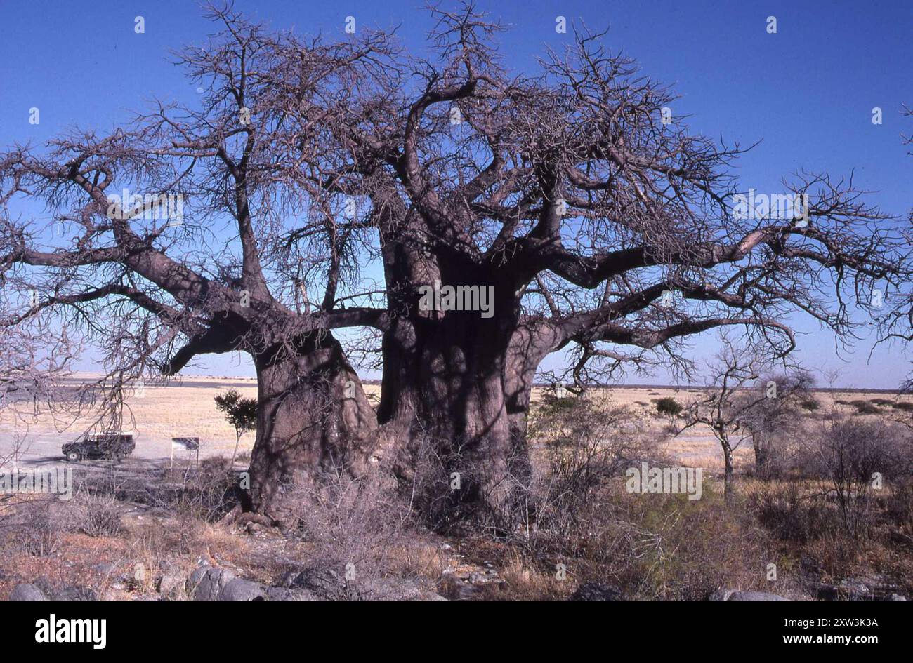 African baobab (Adansonia digitata) Plantae Stock Photo - Alamy