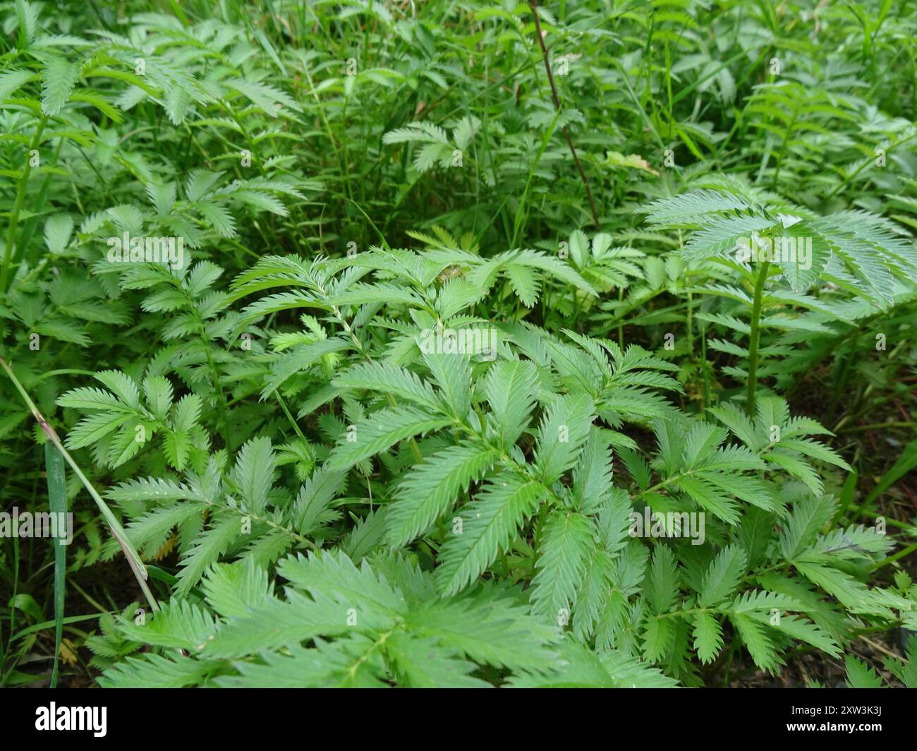 common silverweed (Argentina anserina) Plantae Stock Photo - Alamy