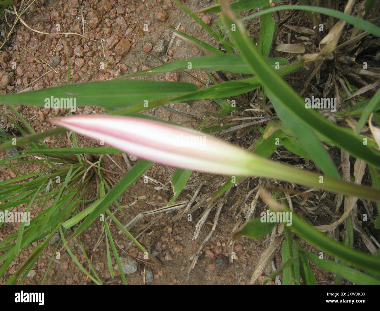 Veld Swamplily (Crinum lugardiae) Plantae Stock Photo - Alamy