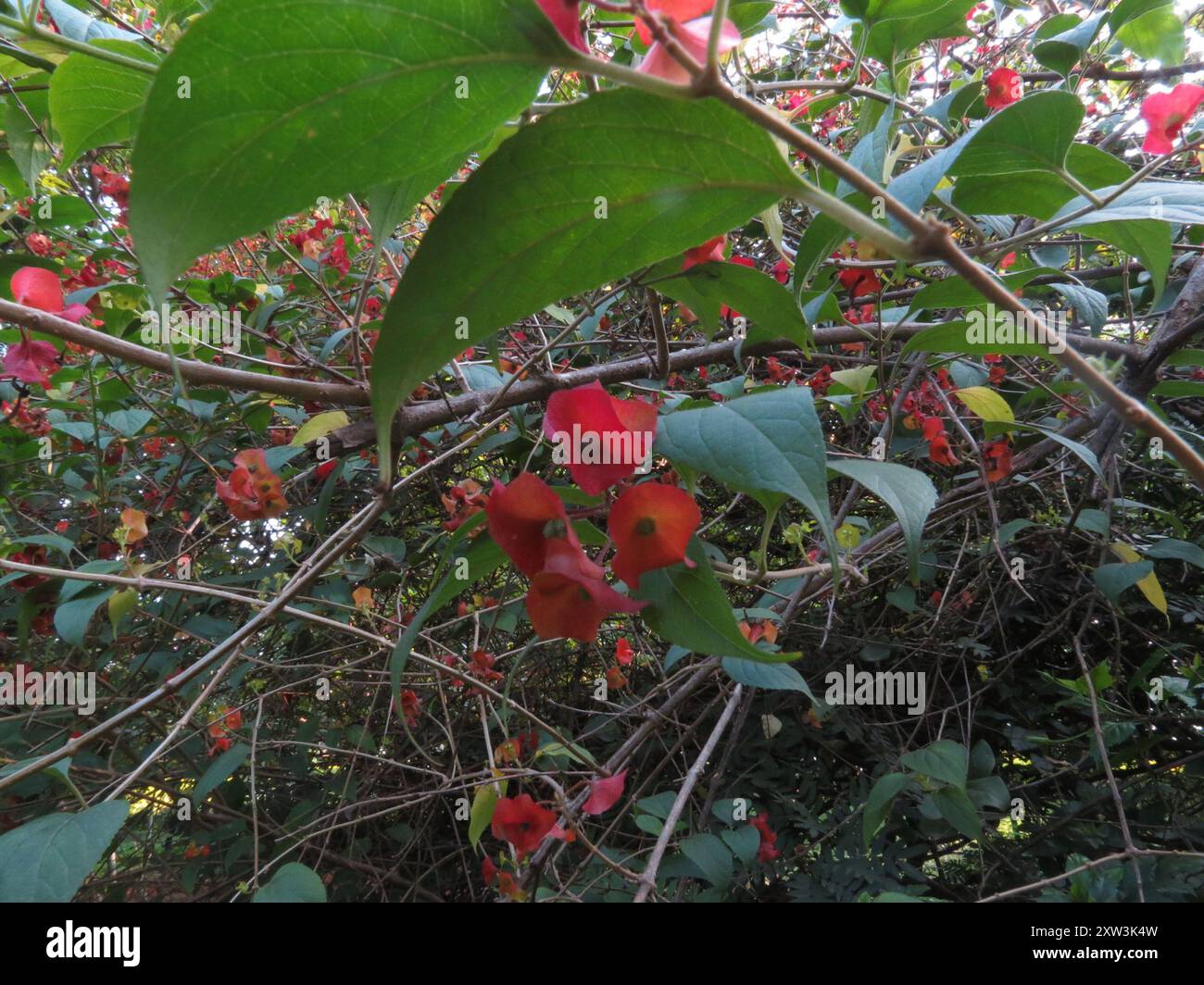 Chinese Hat Plant (Holmskioldia sanguinea) Plantae Stock Photo - Alamy