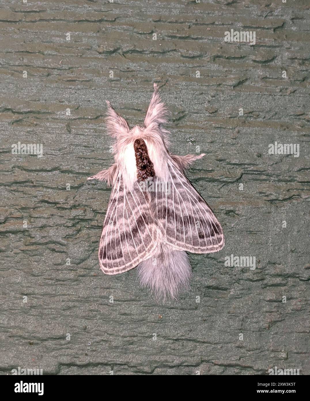 Tolype Moths (Tolype) Insecta Stock Photo - Alamy