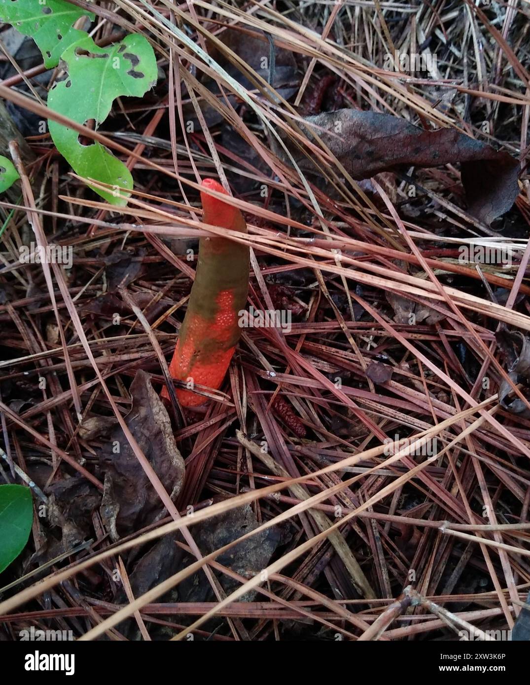 devil's dipstick (Mutinus elegans) Fungi Stock Photo - Alamy