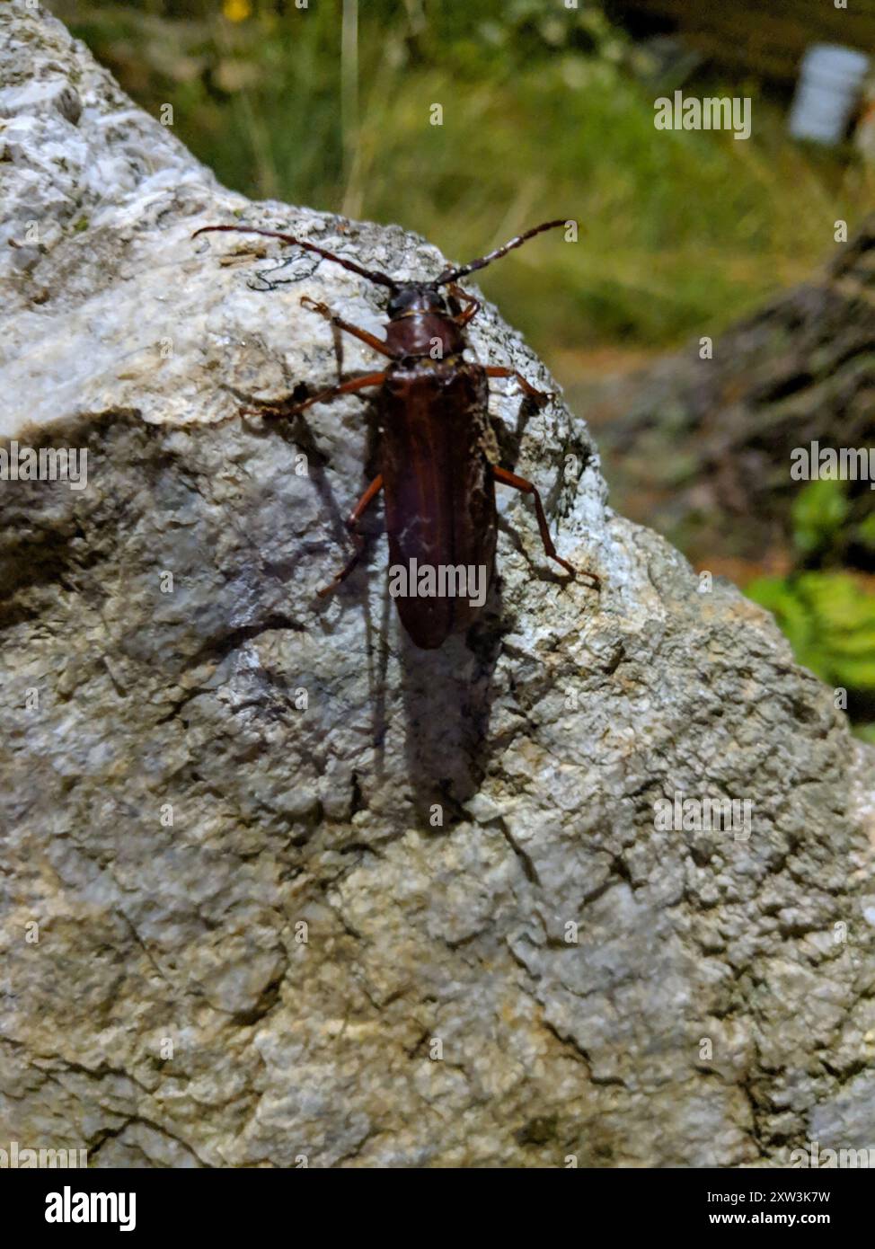 Brown Prionid (Orthosoma brunneum) Insecta Stock Photo - Alamy