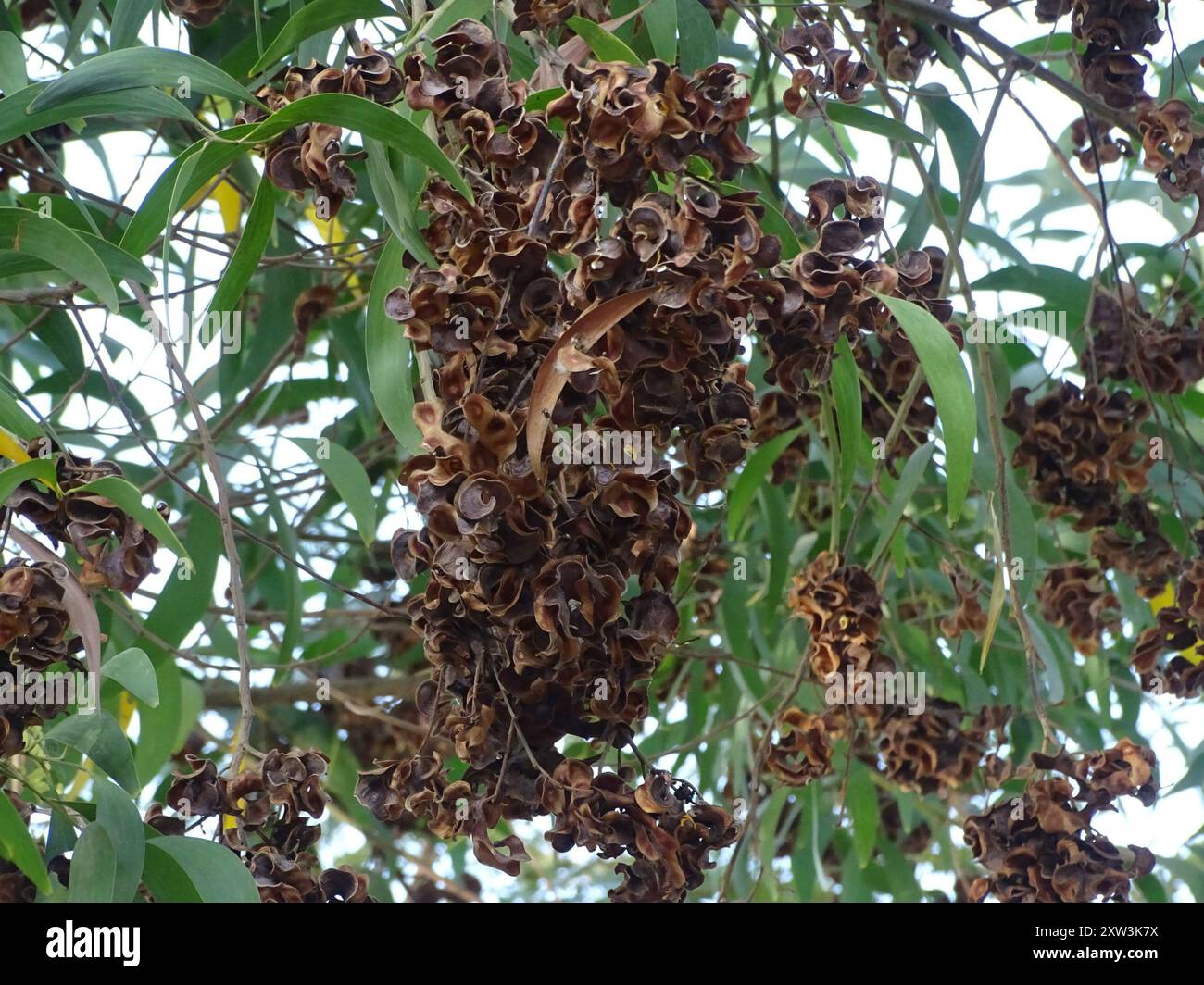 Earpod Wattle (Acacia auriculiformis) Plantae Stock Photo - Alamy