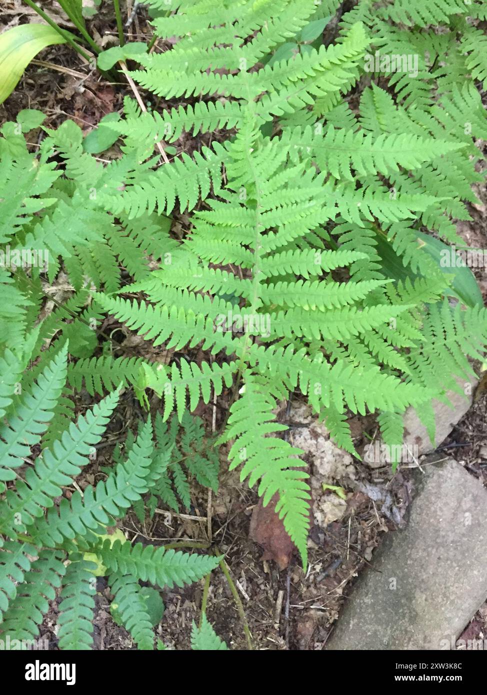 broad beech fern (Phegopteris hexagonoptera) Plantae Stock Photo - Alamy