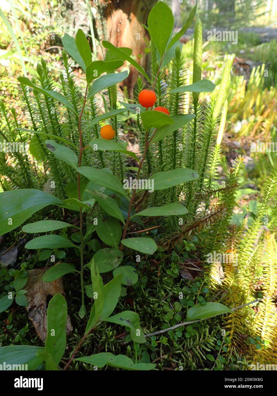 Northern Comandra (Geocaulon lividum) Plantae Stock Photo - Alamy
