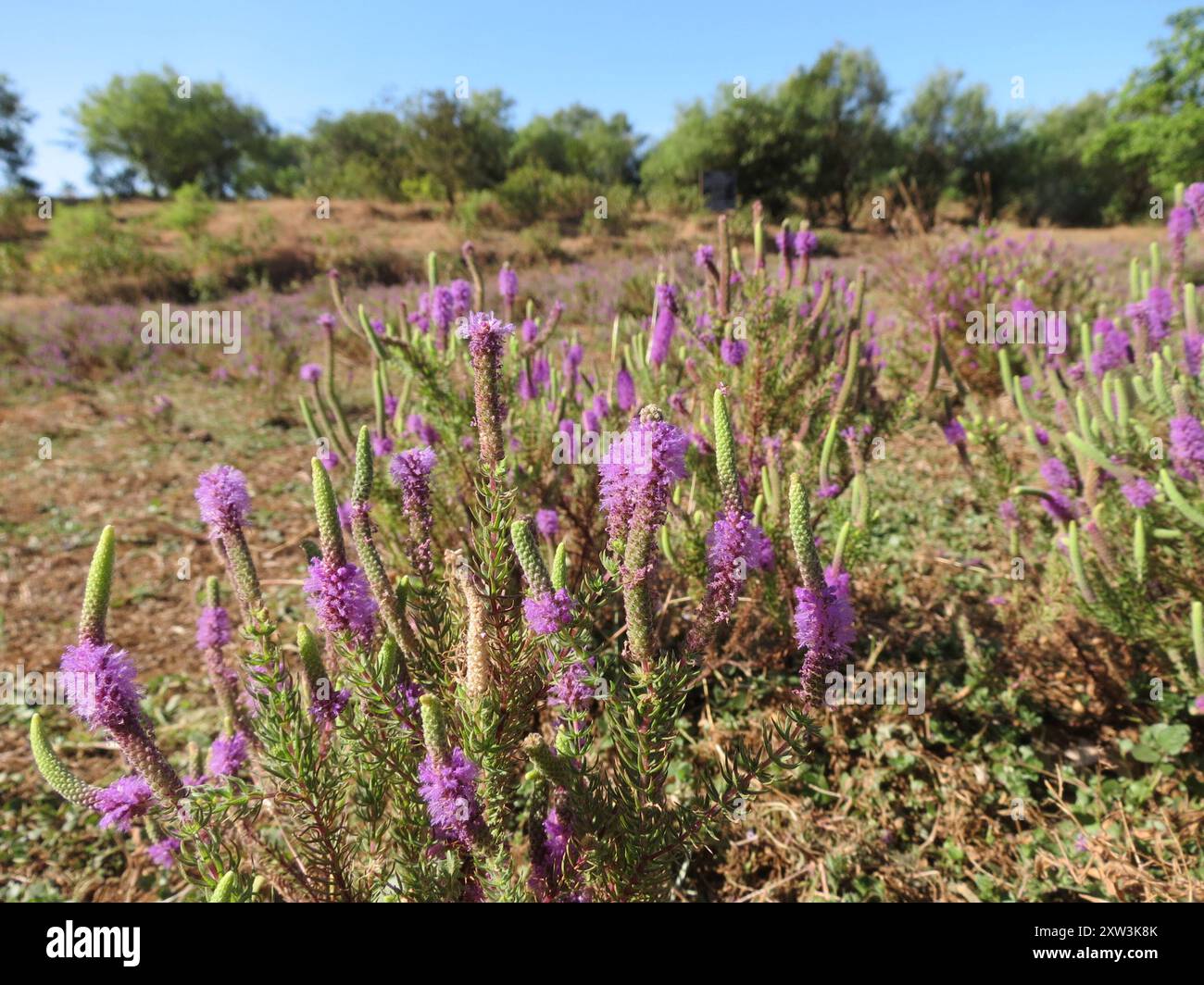 jambhli manjiri (Pogostemon deccanensis) Plantae Stock Photo - Alamy