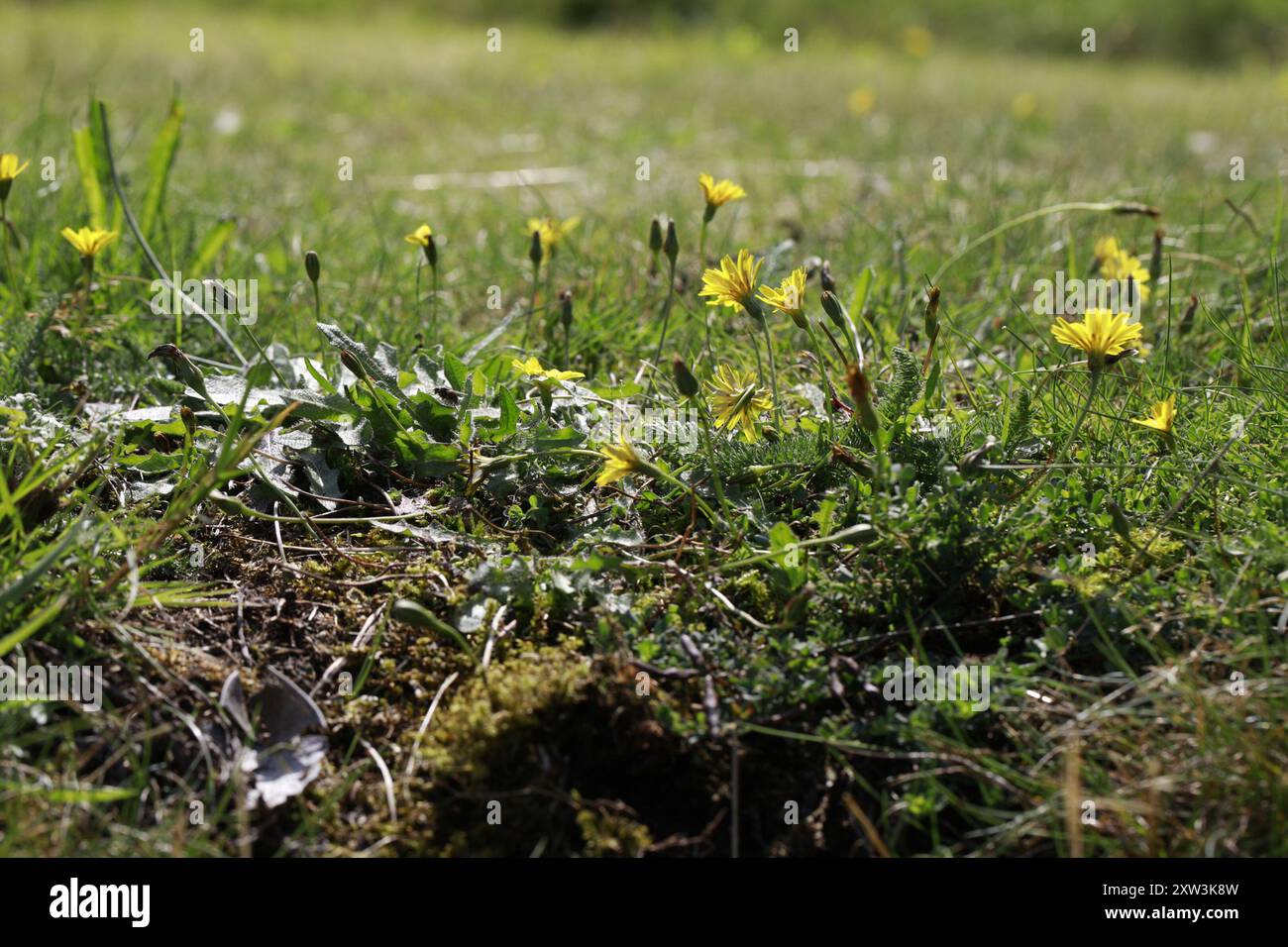 Autumn Hawkbit (Scorzoneroides autumnalis) Plantae Stock Photo - Alamy