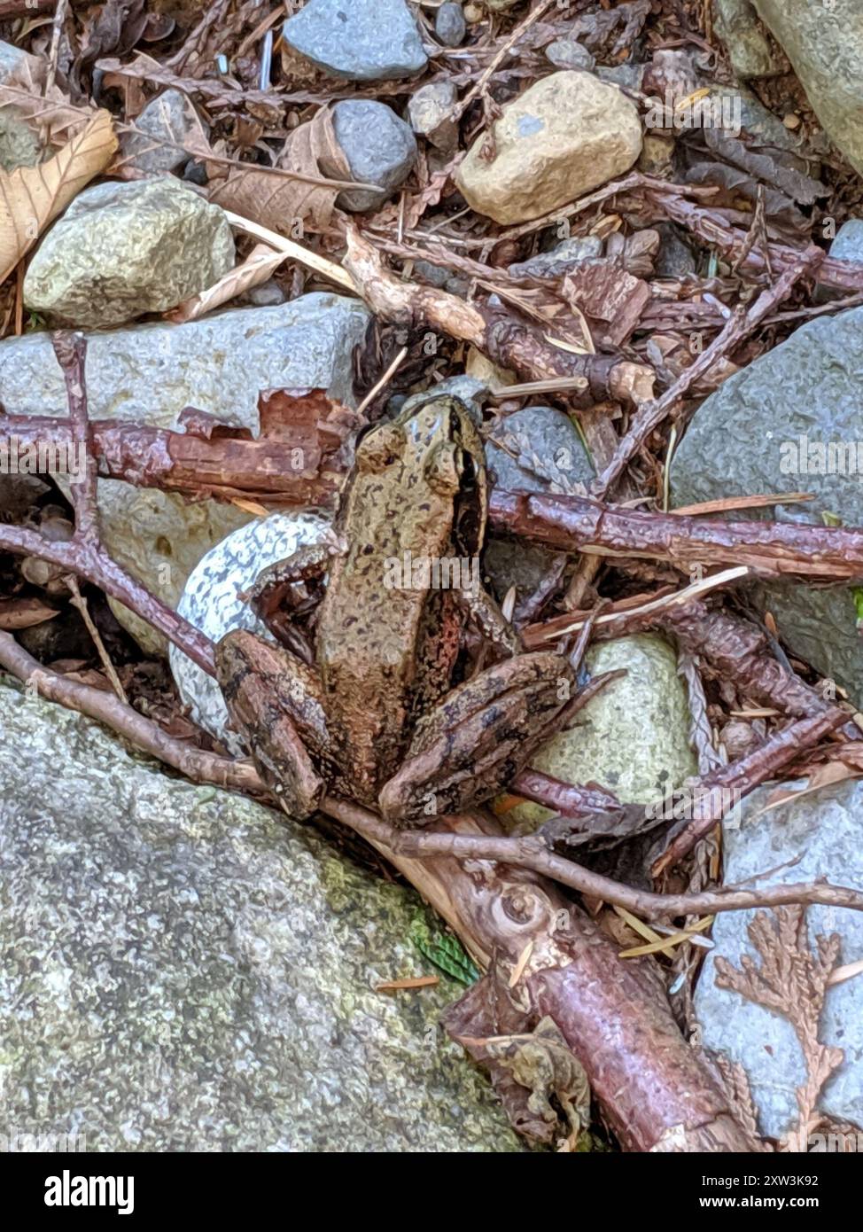 Northern Red-legged Frog (Rana aurora) Amphibia Stock Photo - Alamy