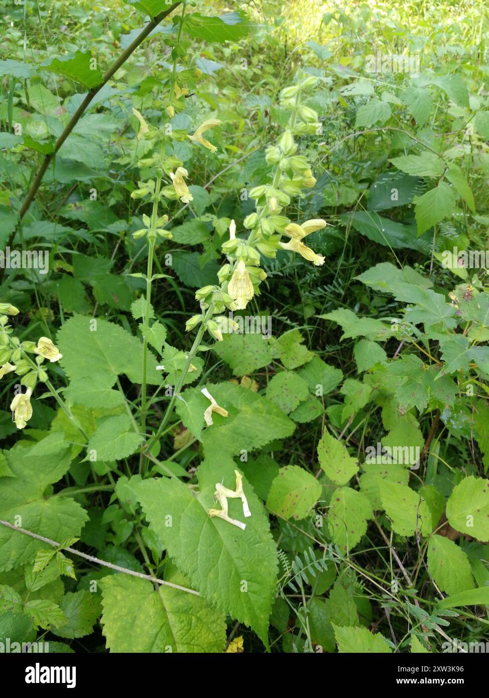 Sticky Sage (Salvia glutinosa) Plantae Stock Photo - Alamy