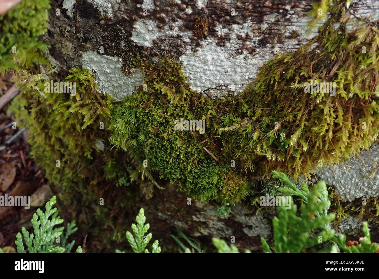 Tree Fringewort (Ptilidium pulcherrimum) Plantae Stock Photo - Alamy