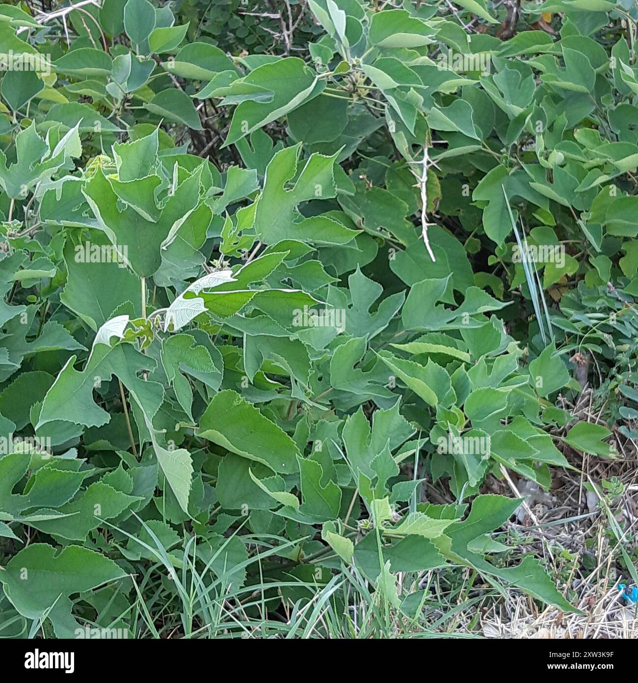 Paper mulberry (Broussonetia papyrifera) Plantae Stock Photo - Alamy