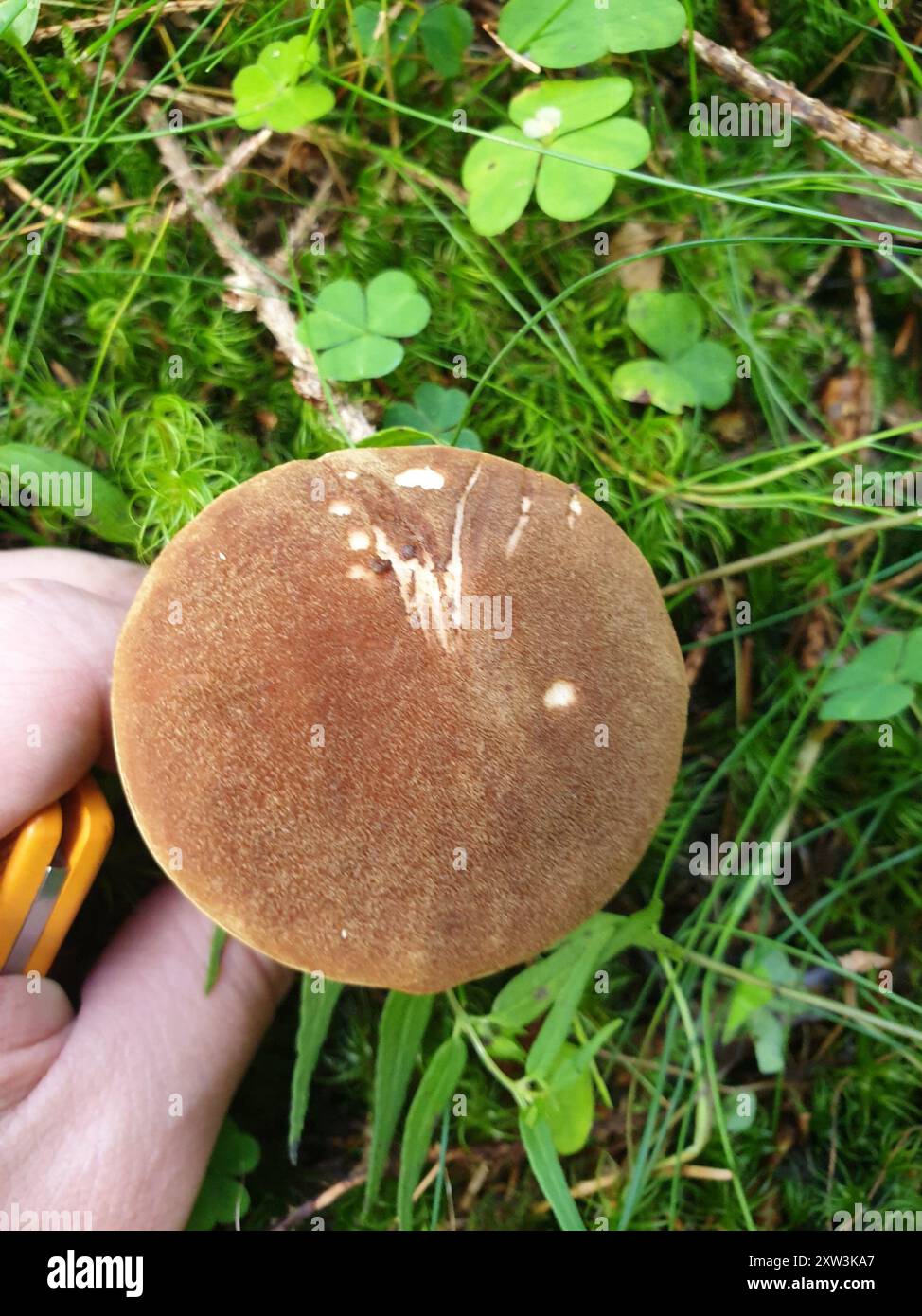 boletes (Boletaceae) Fungi Stock Photo - Alamy