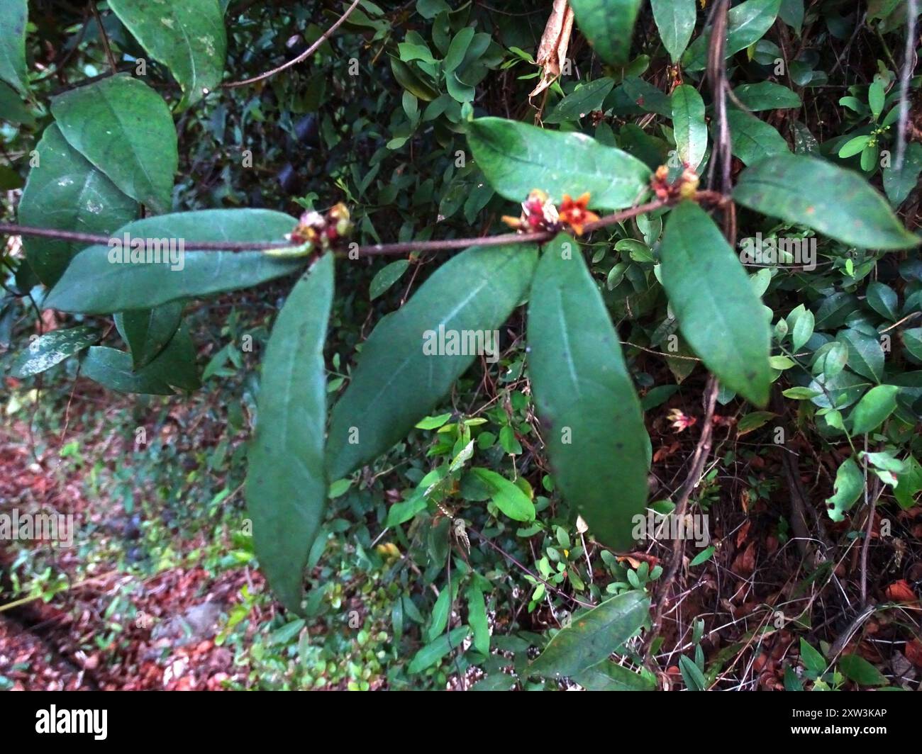 Indian Sarsaparilla (Hemidesmus indicus) Plantae Stock Photo - Alamy