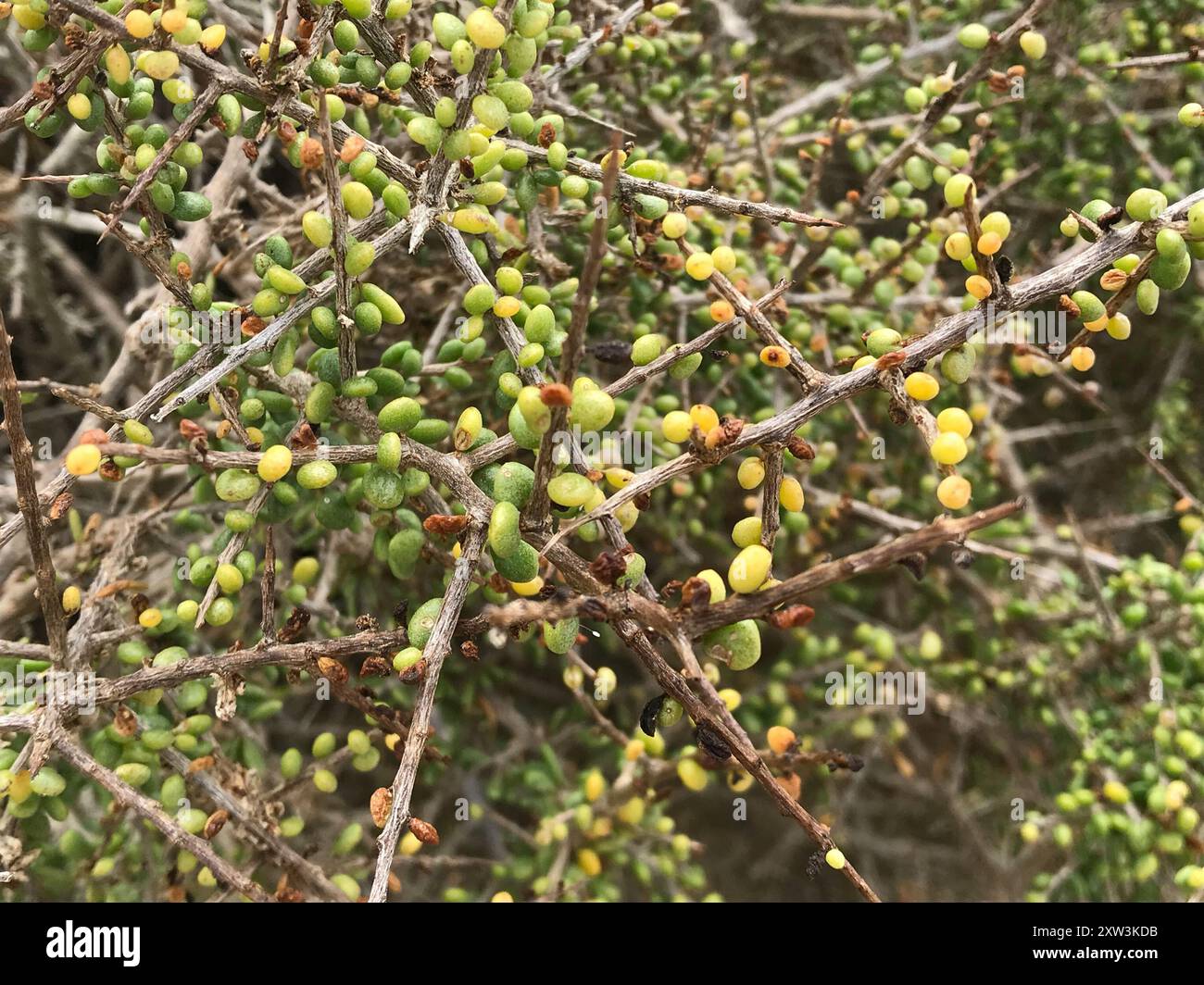 California boxthorn (Lycium californicum) Plantae Stock Photo - Alamy