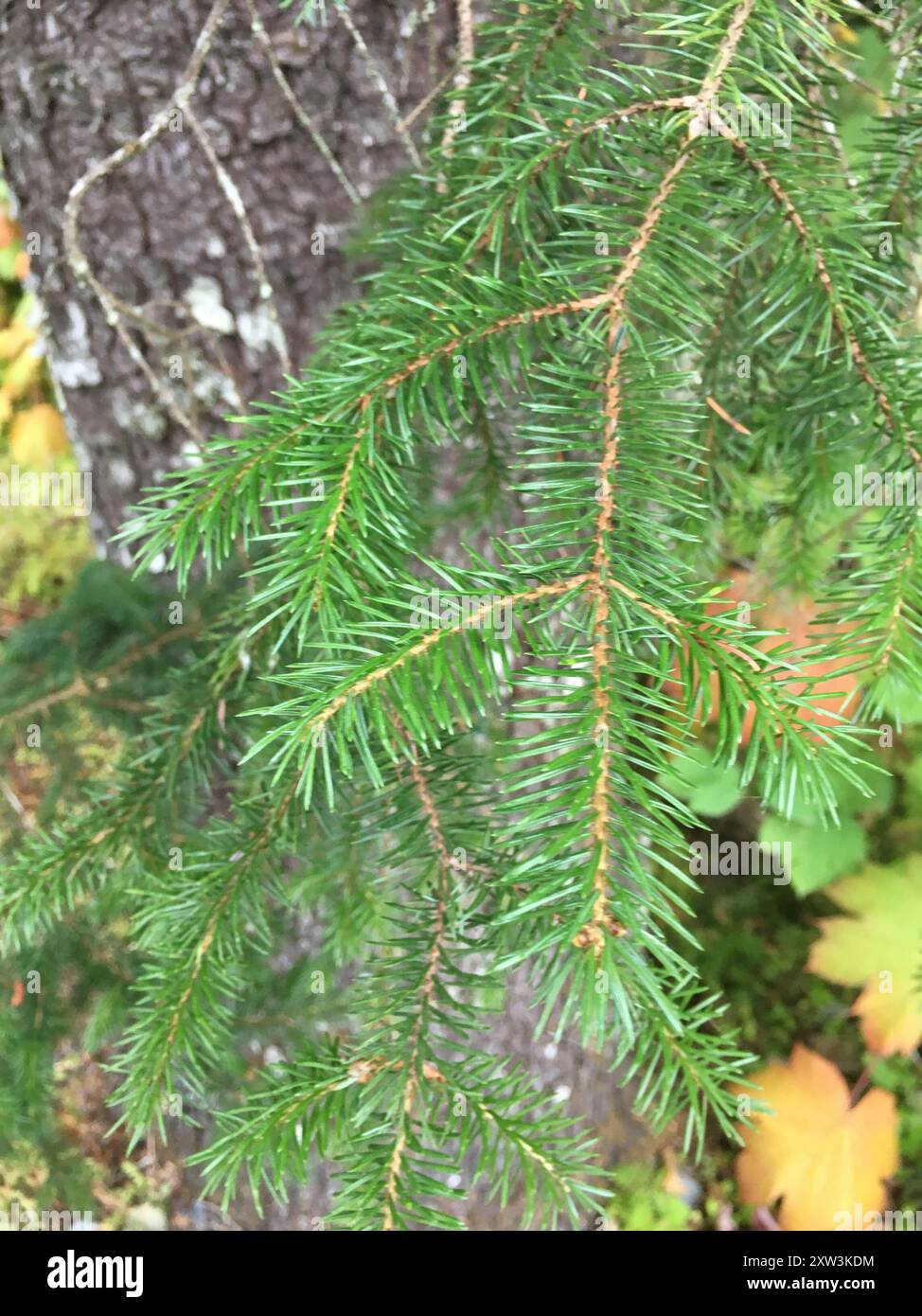 Sitka spruce (Picea sitchensis) Plantae Stock Photo - Alamy