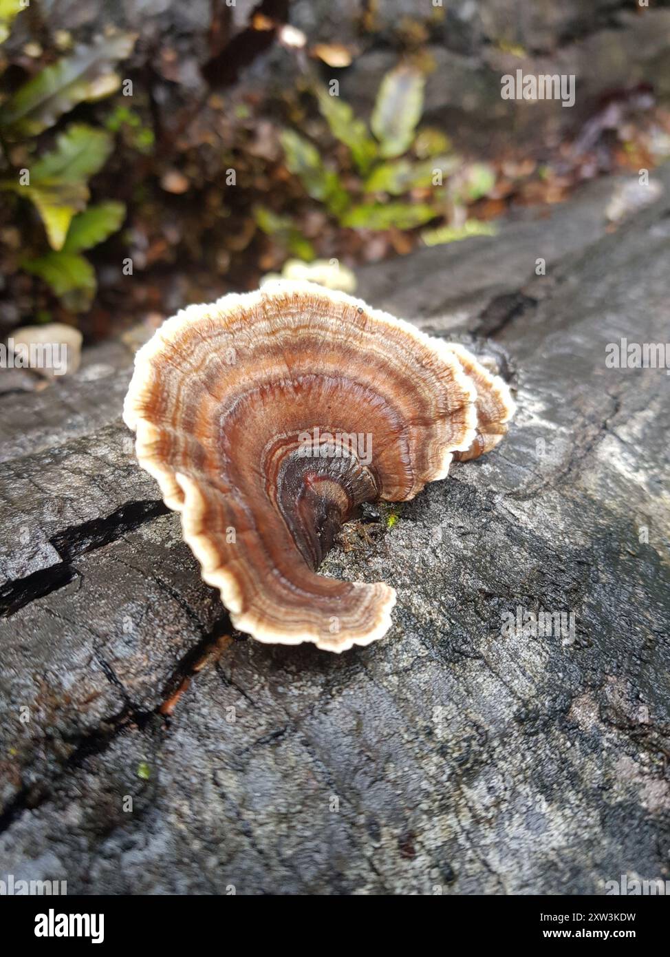 turkey-tail (Trametes versicolor) Fungi Stock Photo - Alamy