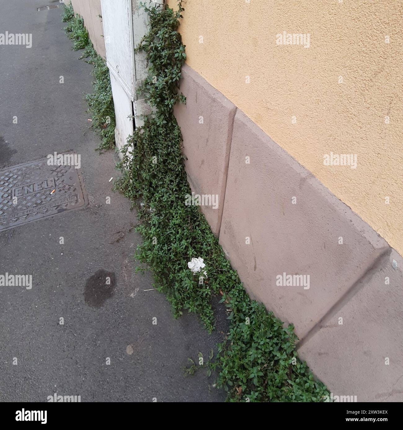 pellitory-of-the-wall (Parietaria judaica) Plantae Stock Photo - Alamy