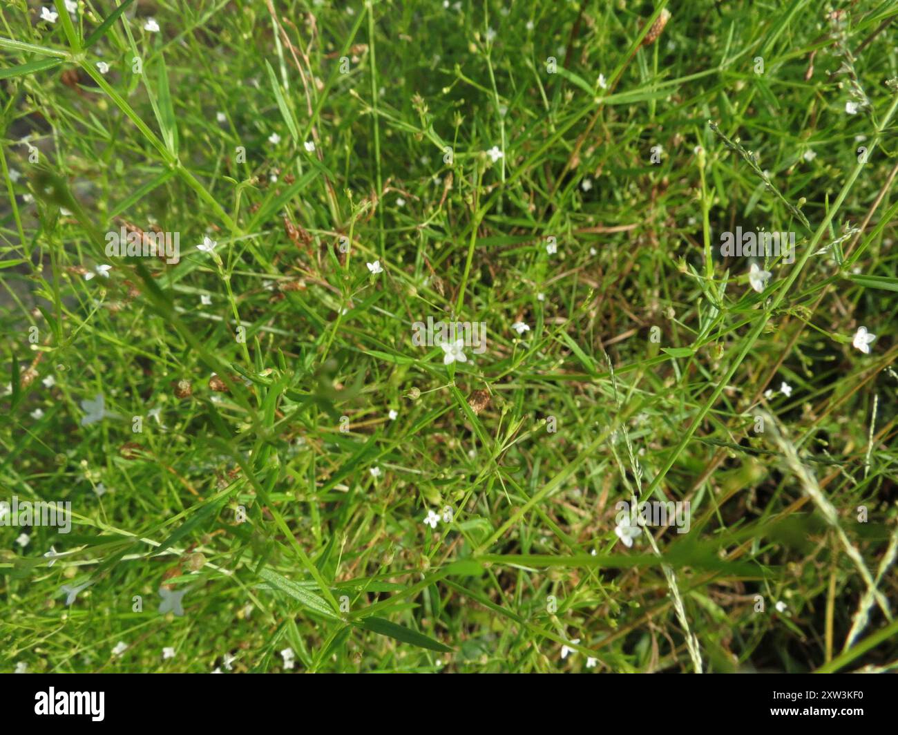 Old World Diamond Flower (Oldenlandia corymbosa) Plantae Stock Photo ...