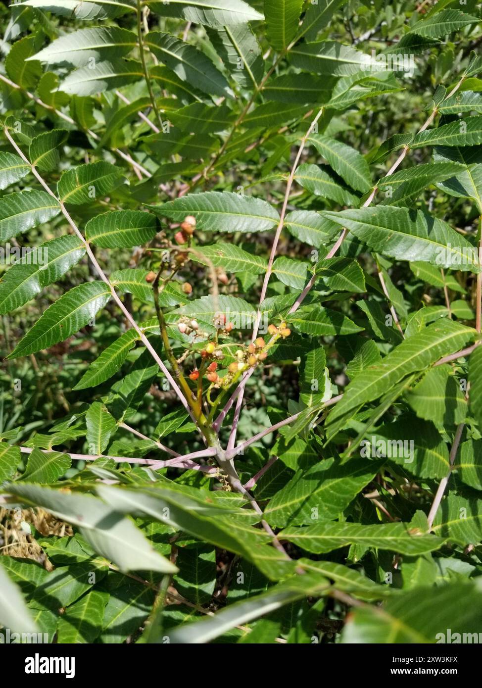 smooth sumac (Rhus glabra) Plantae Stock Photo - Alamy