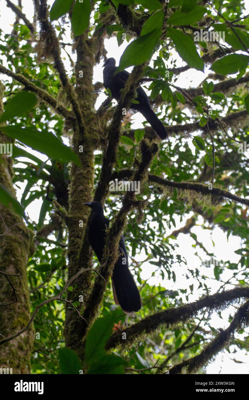 Black Guan (Chamaepetes unicolor) Aves Stock Photo - Alamy