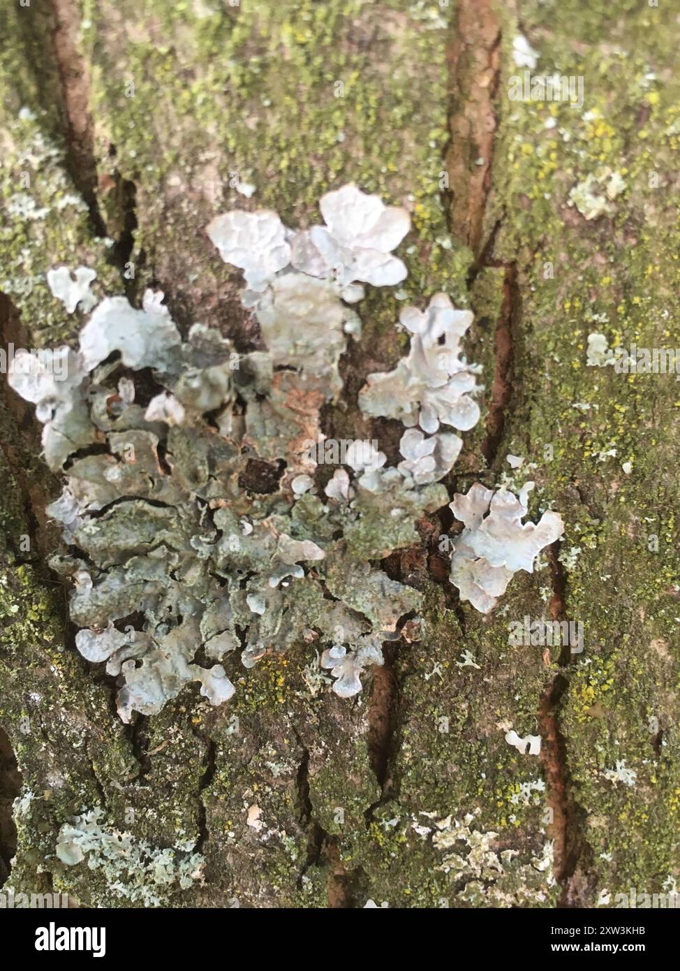 shield lichen (Parmelia sulcata) Fungi Stock Photo - Alamy