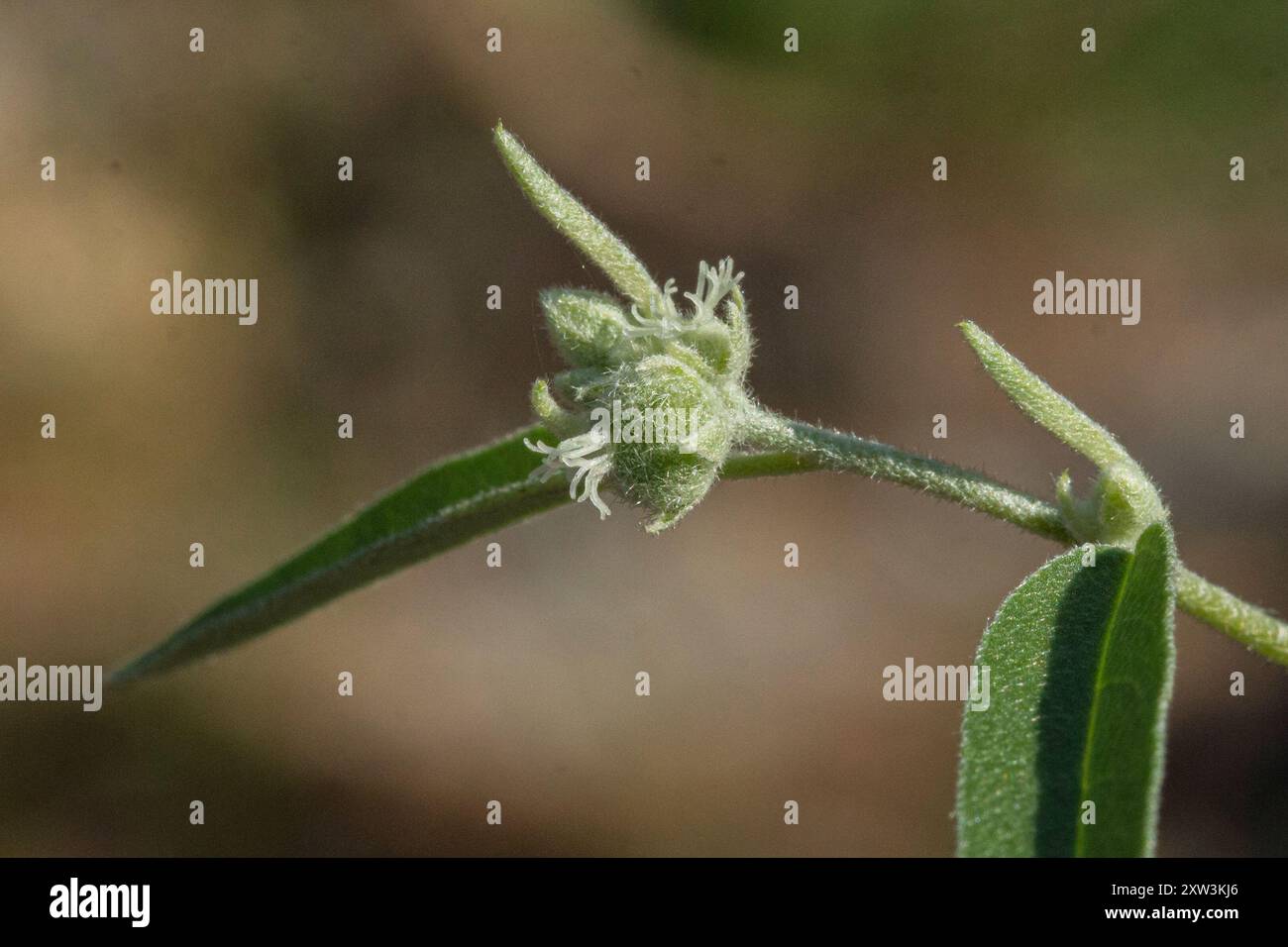 skunkweed (Croton texensis) Plantae Stock Photo - Alamy