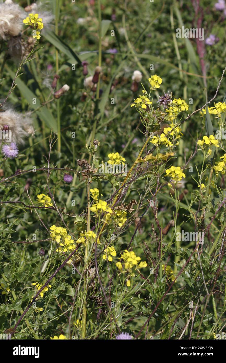 charlock (Mutarda arvensis) Plantae Stock Photo - Alamy