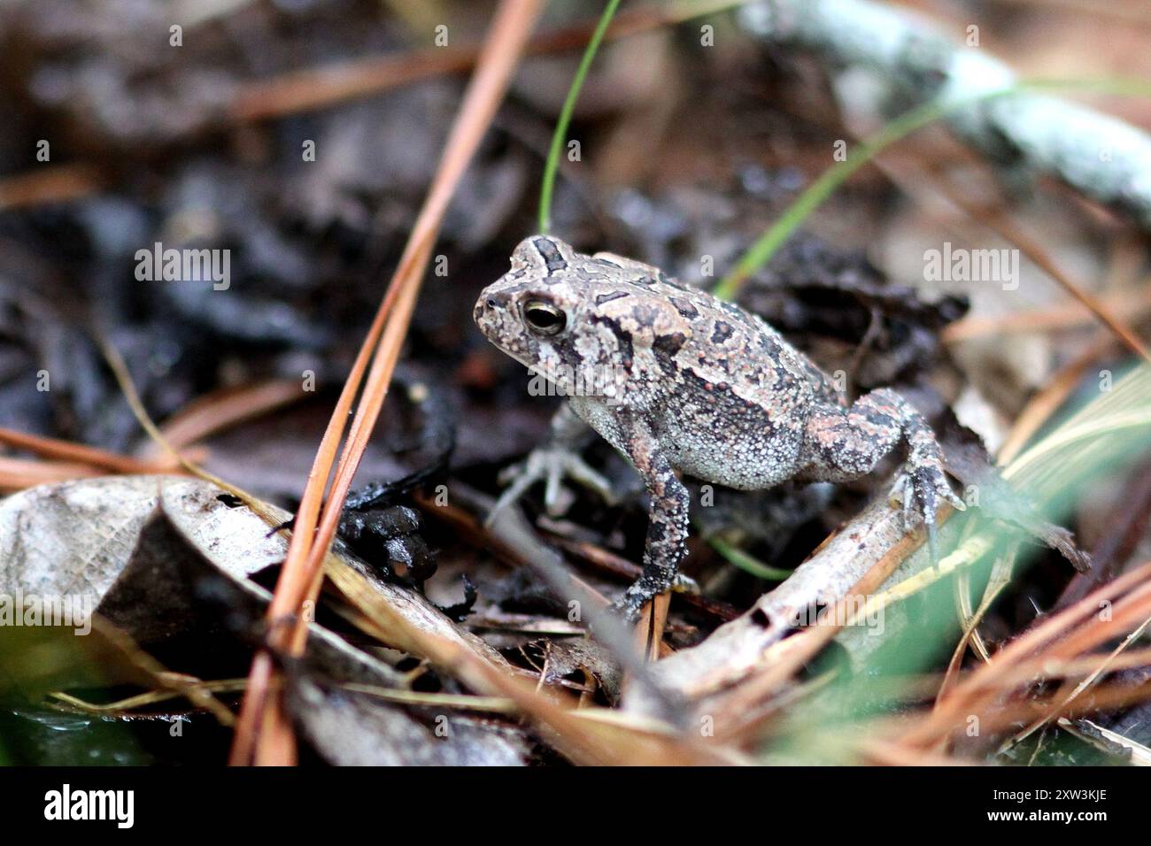 Southern Toad (Anaxyrus terrestris) Amphibia Stock Photo - Alamy
