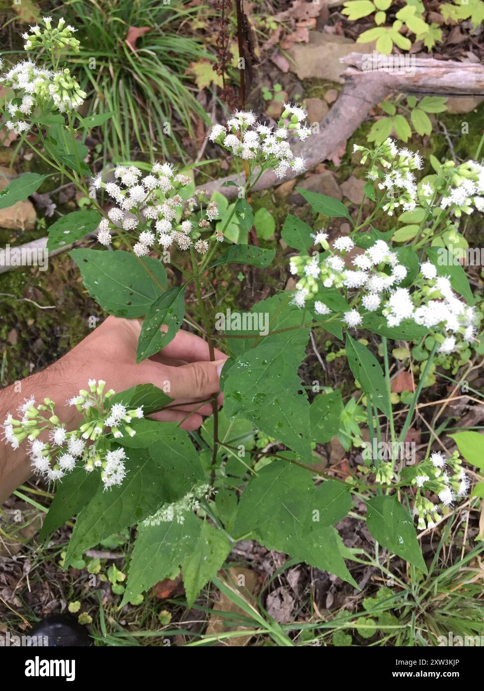 white snakeroot (Ageratina altissima) Plantae Stock Photo - Alamy