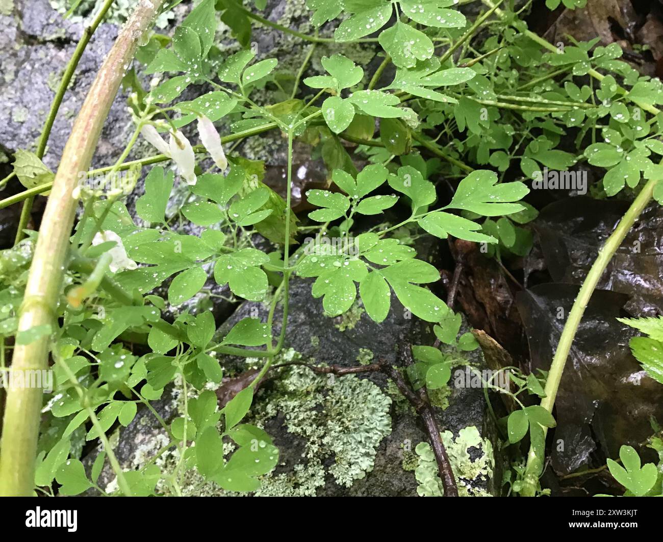 climbing fumitory (Adlumia fungosa) Plantae Stock Photo - Alamy