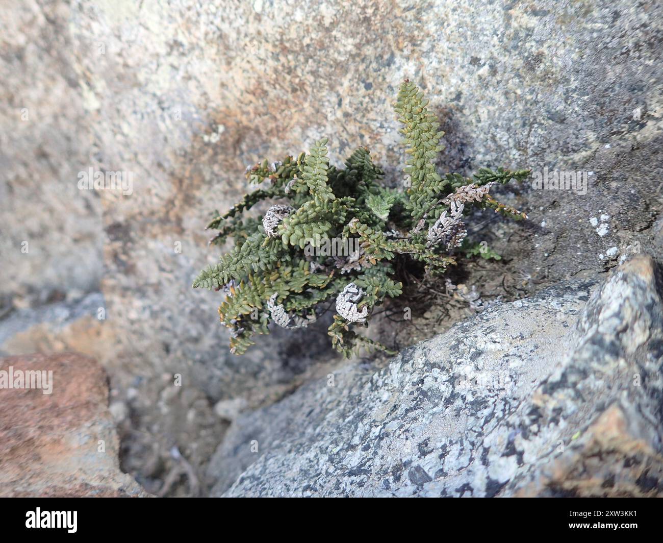 lace lip fern (Myriopteris gracillima) Plantae Stock Photo - Alamy
