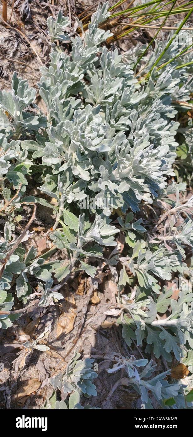Hoary Mugwort (Artemisia stelleriana) Plantae Stock Photo - Alamy