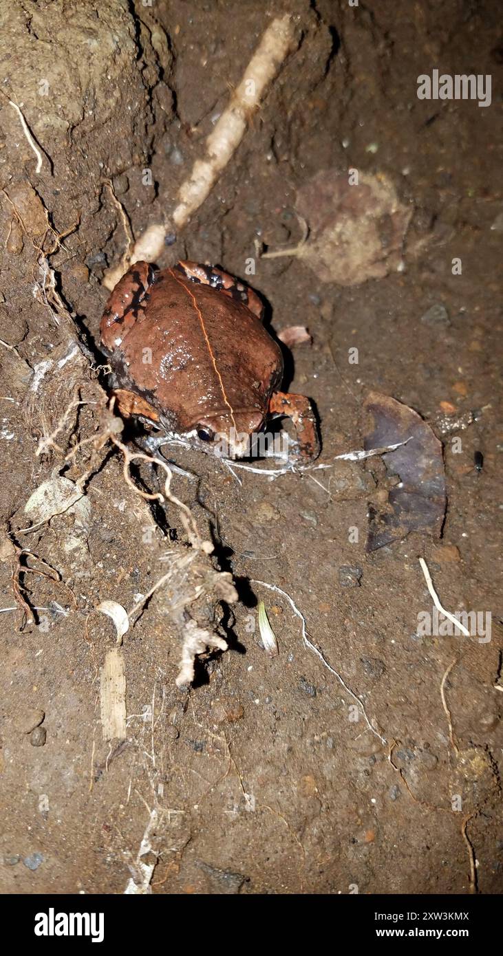 Sheep Frog (Hypopachus variolosus) Amphibia Stock Photo - Alamy