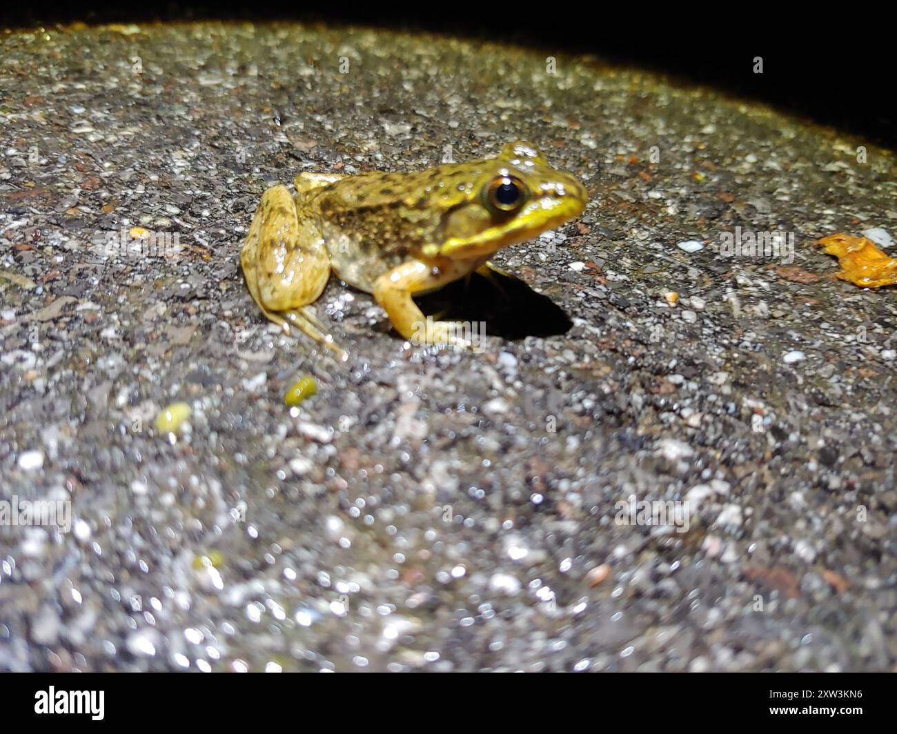American Bullfrog (Lithobates catesbeianus) Amphibia Stock Photo - Alamy