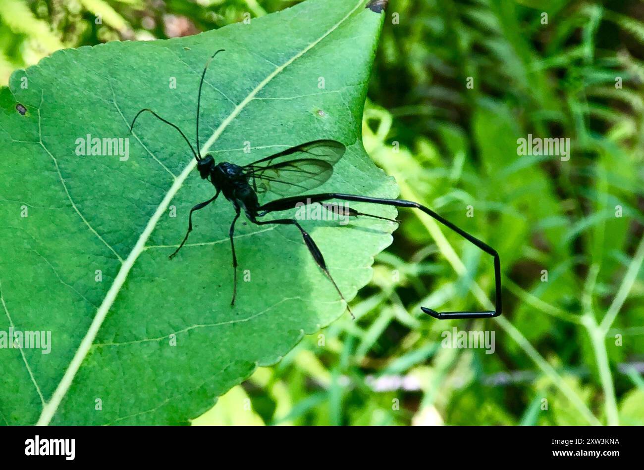 American Pelecinid Wasp (Pelecinus polyturator) Insecta Stock Photo - Alamy