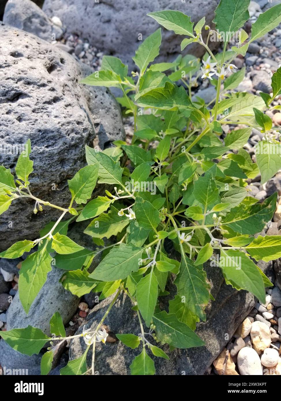 greenspot nightshade (Solanum douglasii) Plantae Stock Photo - Alamy