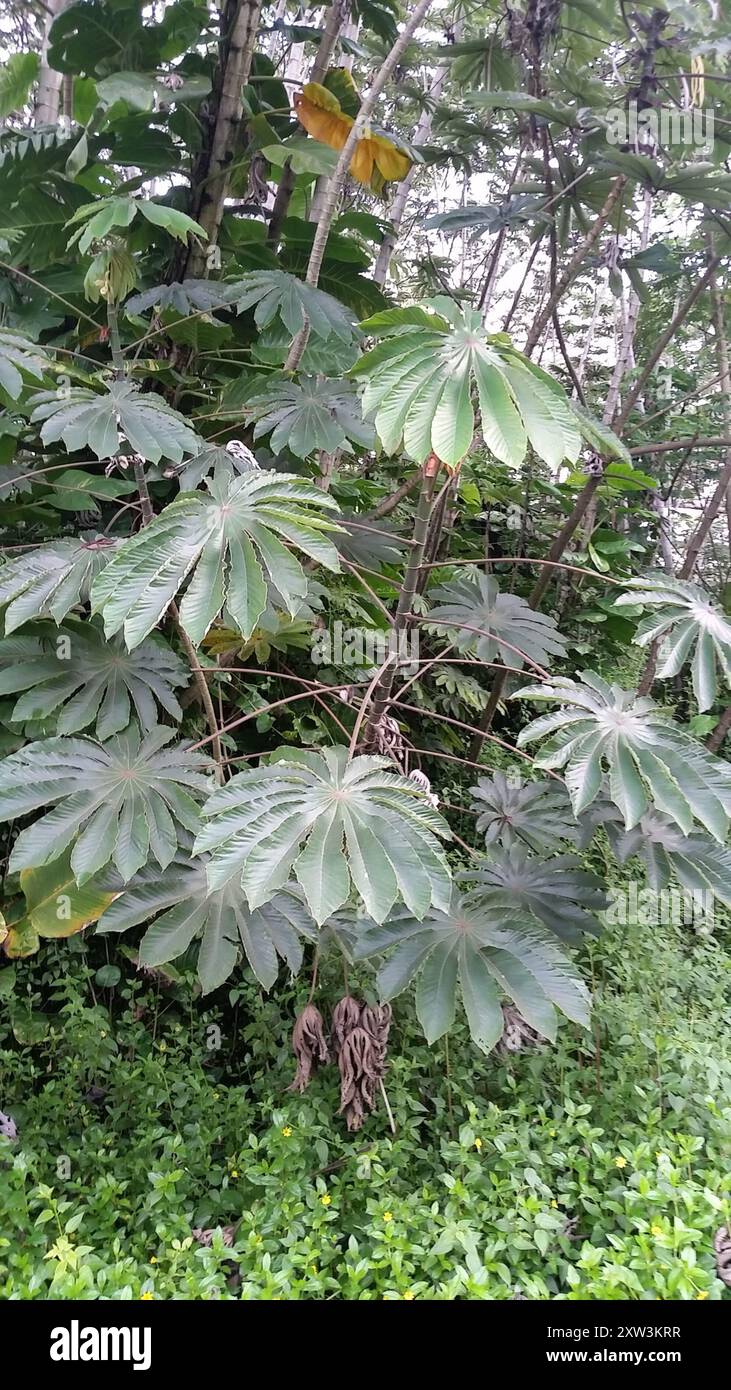 trumpet-tree (Cecropia obtusifolia) Plantae Stock Photo - Alamy